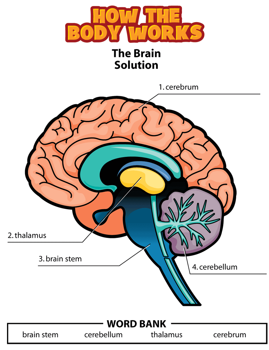 [DIAGRAM] Enchanted Learning Brain Diagram - MYDIAGRAM.ONLINE